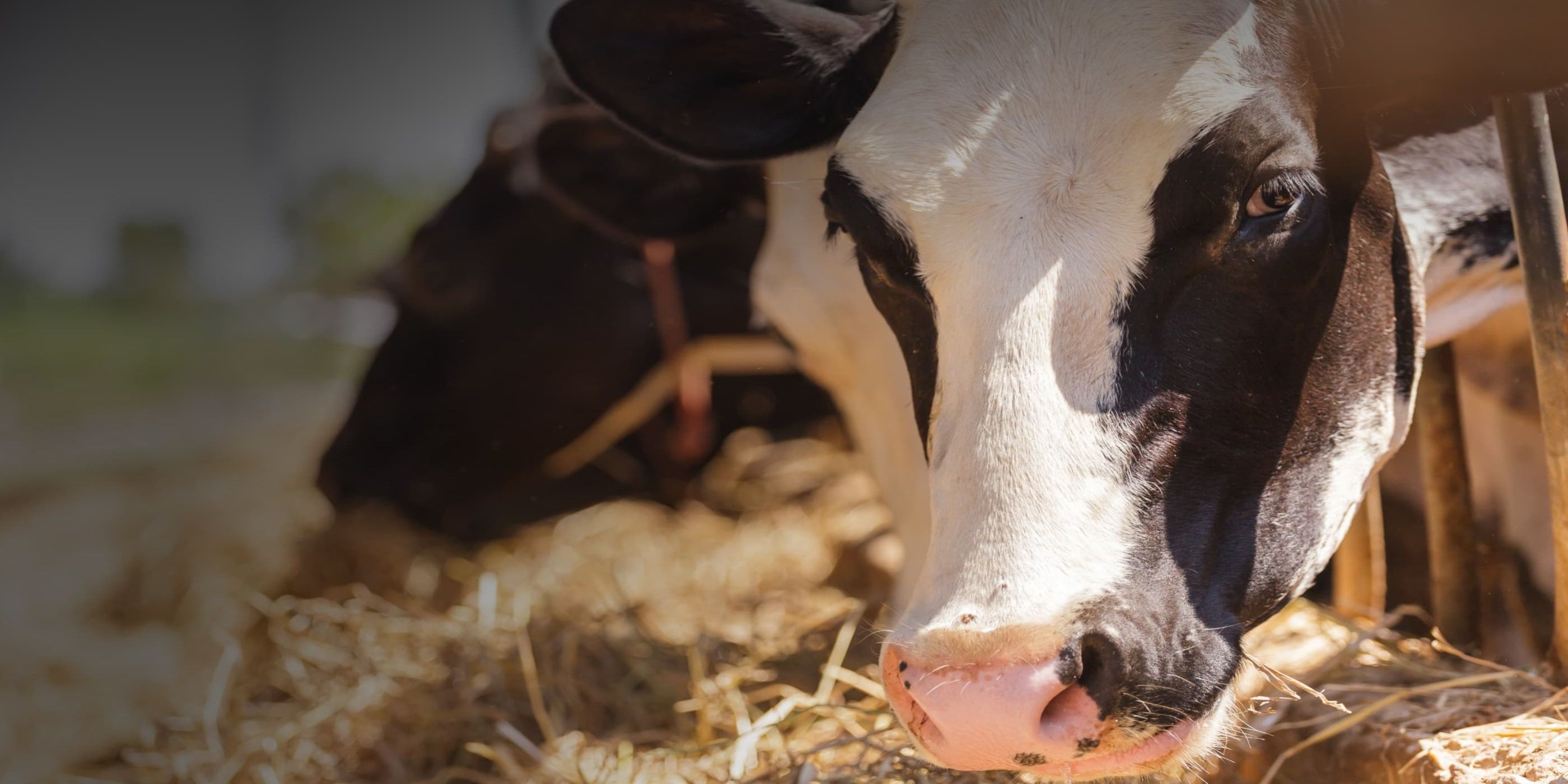 Mastatest® | Diagnostic Tool for Bovine Mastitis